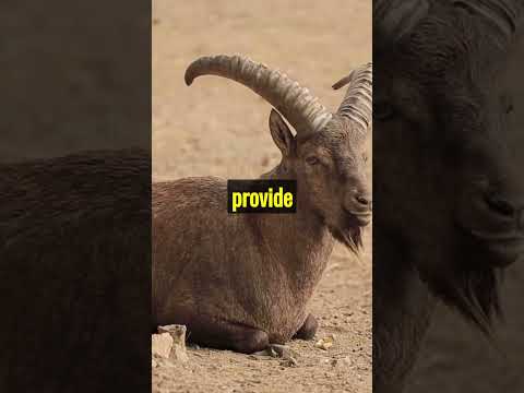 The Desert Bighorn Sheep 🐑