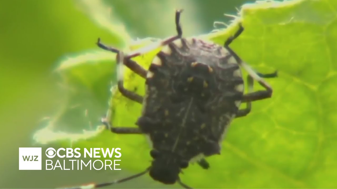 Pests, insects, and bugs are back earlier than usual, experts say