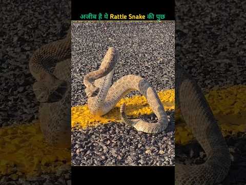 рдЕрдЬреАрдм рд╣реИ рдпреЗ Rattle Snake рдХреА рдкреВрдЫ || New Facts In Hindi #factboiritik #shorts
