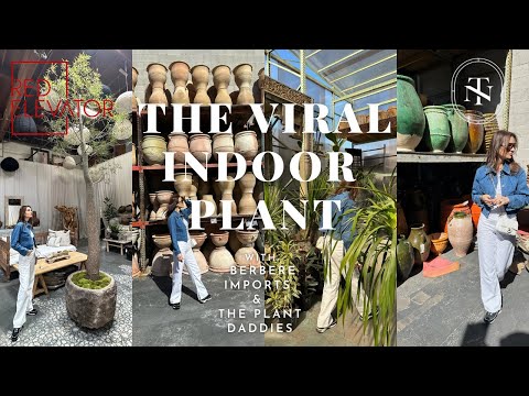 EXPERT TIPS FOR STUNNING INDOOR PLANTS | RED ELEVATOR | NINA TAKESH