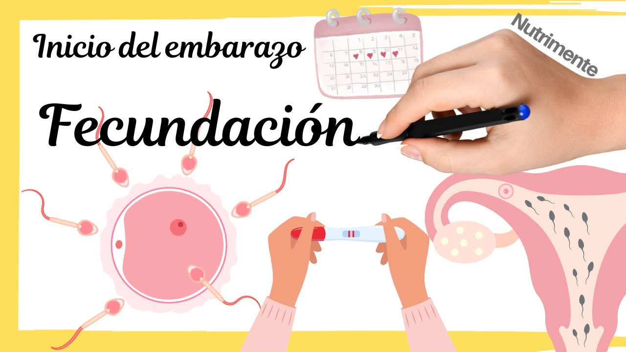 La FECUNDACIÓN - Se Forma el Cigoto. ¿Cómo se produce un embarazo?