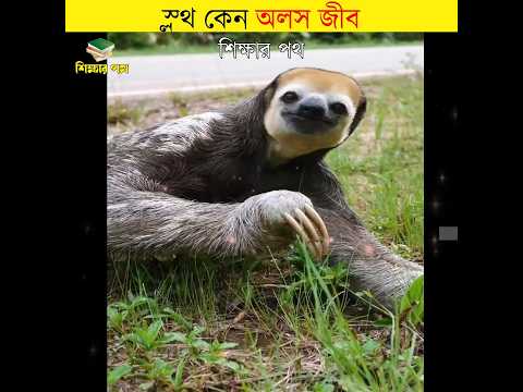 স্লথ কেন অলস জীব || why sloths are so slow || #shorts #animals #শিক্ষারপথ #unknownfacts #facts