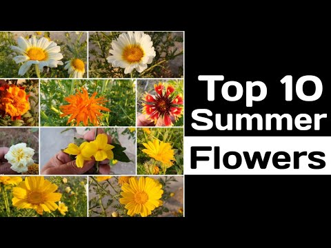 What is the flowers of summer season | Best flowers for summer | flowers season during the summer