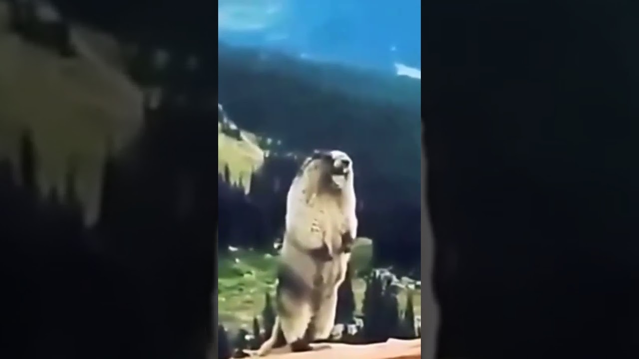 Screaming meme template||#shorts #triggeredinsaan