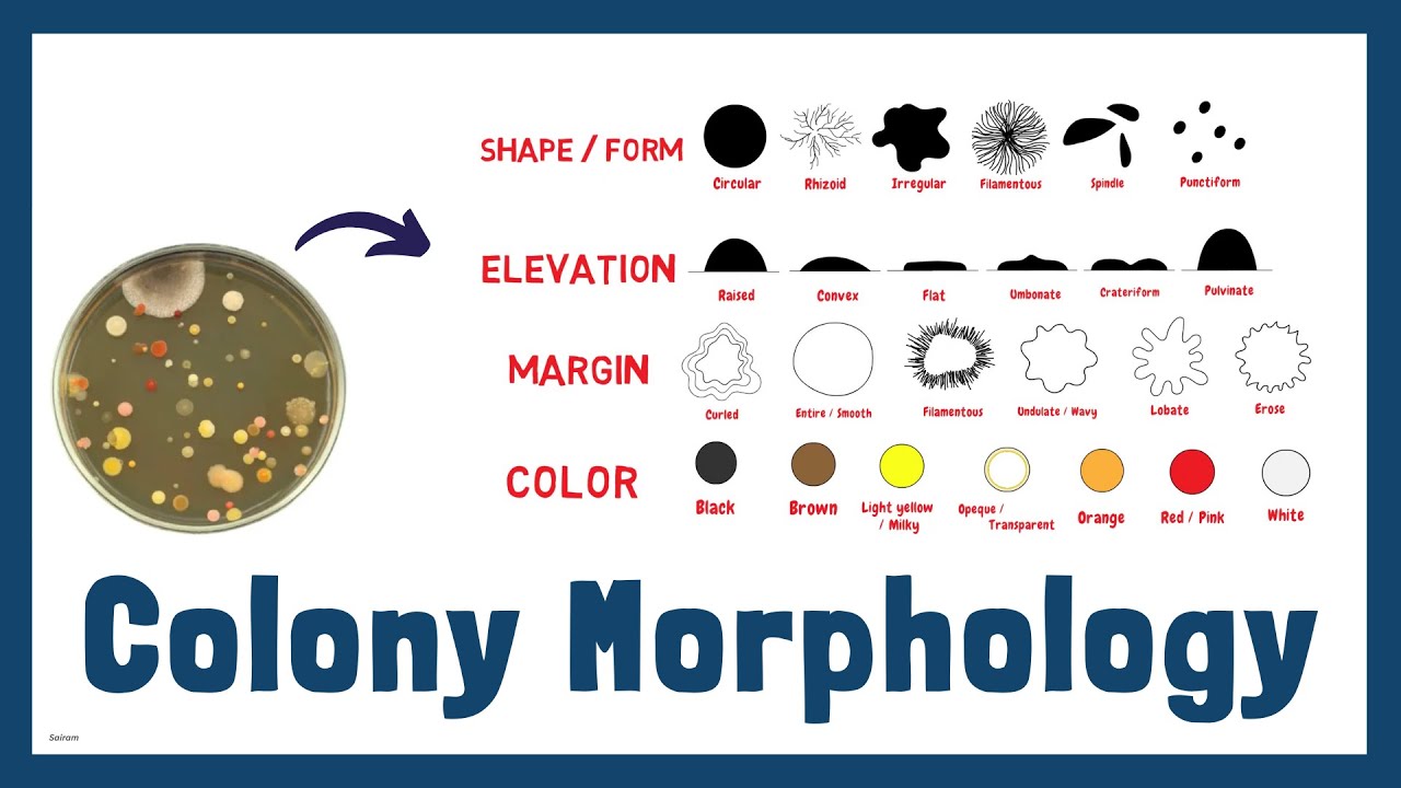 Bacterial Colony Morphology with Live Examples