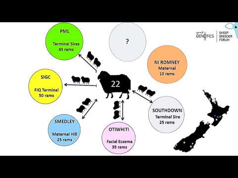 Value of Next Generation flocks : Dr Annie O’Connell, B+LNZ Genetics