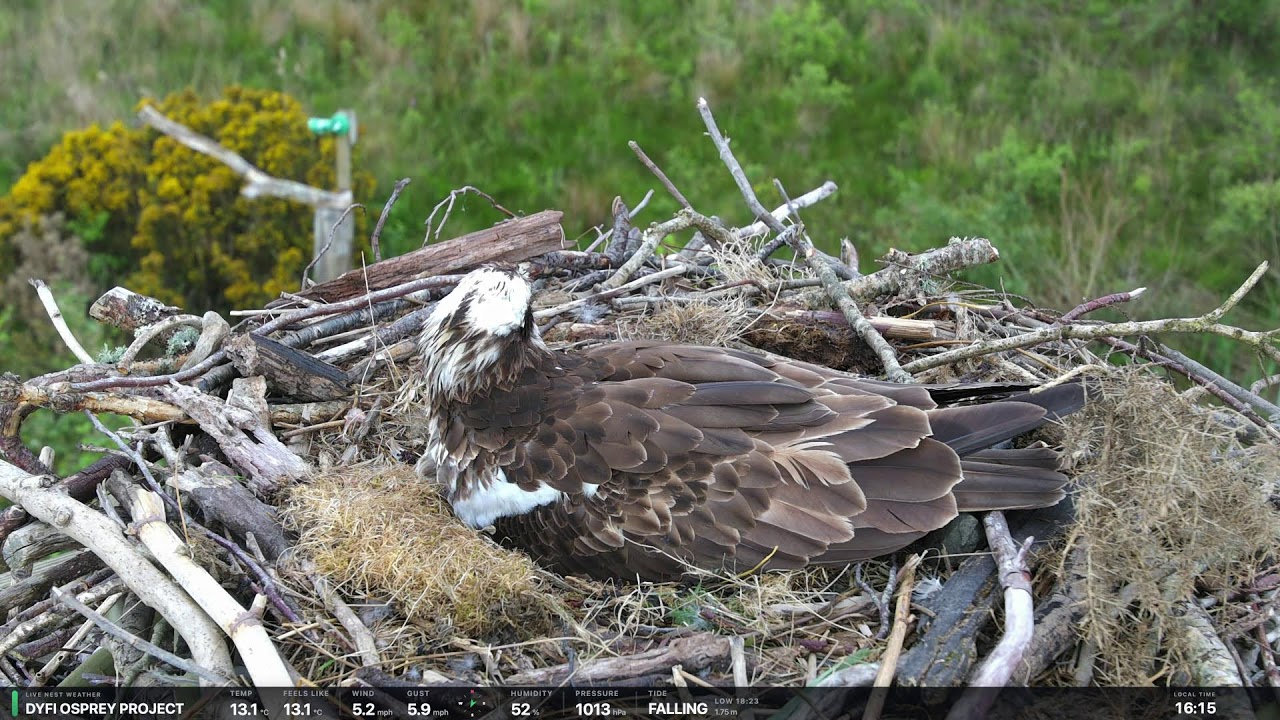 🏴󠁧󠁢󠁷󠁬󠁳󠁿 DYFI OSPREY PROJECT 2026: Live Streaming in 4K 🏴󠁧󠁢󠁷󠁬󠁳󠁿