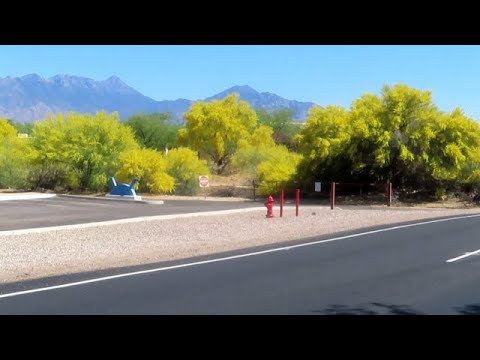What the heck is a Palo Verde, and what do those Spanish words mean? 12142022