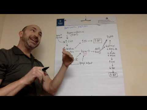 Natriuretic peptides