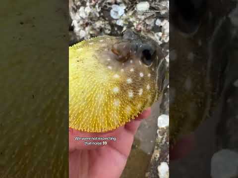 Protective puffer fish ๐ก