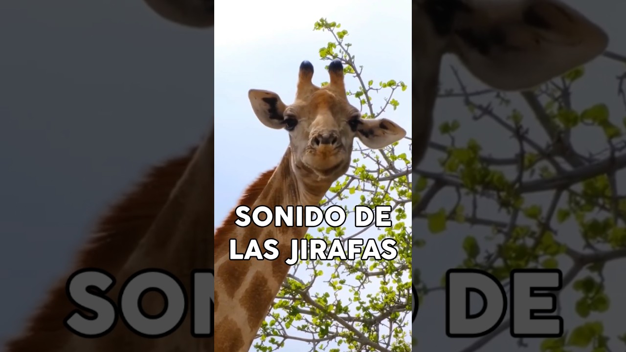 What sound do giraffes make? 🦒 #animal #animals #giraffe #zoo #africa #biology #zoology