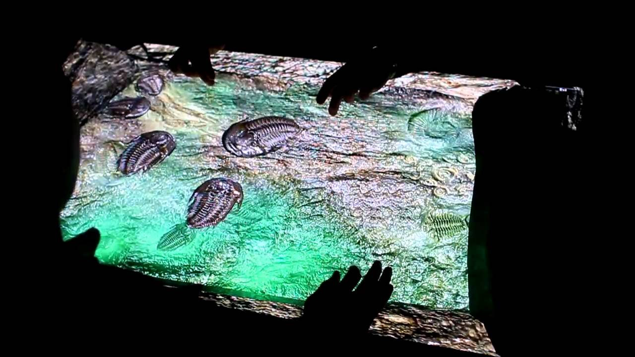 Agent-based Modelling for Trilobites