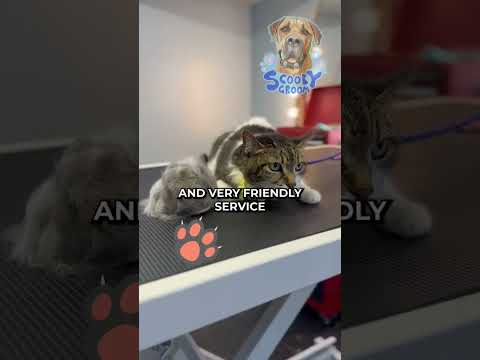 Watch these amazing transformations by our expert groomers in Canada #cuidadodemascotas #grooming