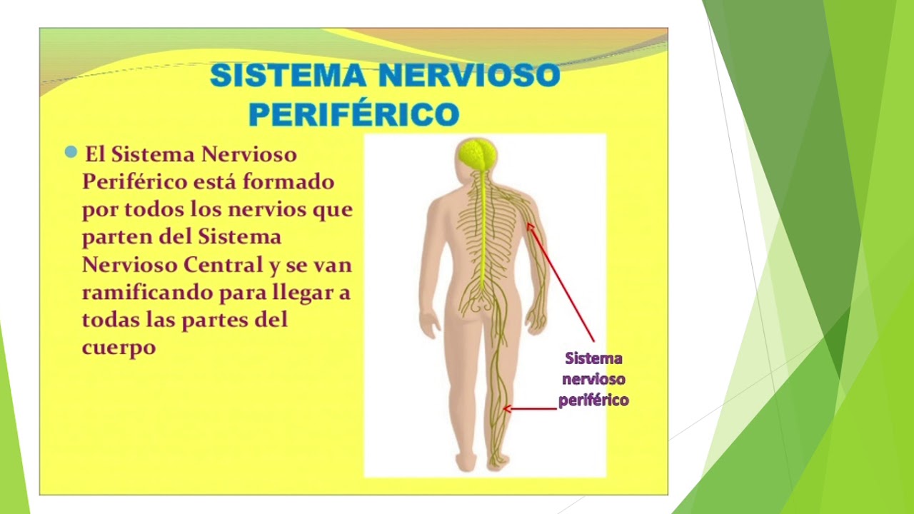 PPT.  SISTEMA NERVIOSO pptx