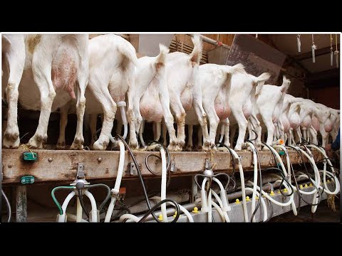 Modern Goat Milking Parlour | High-tech Goat Farm
