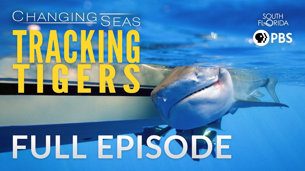 Tracking Tigers - Full Episode