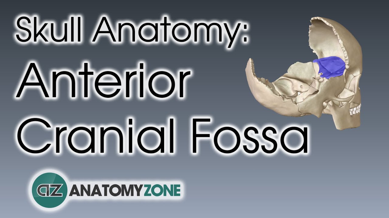 Anterior Cranial Fossa | Skull Anatomy