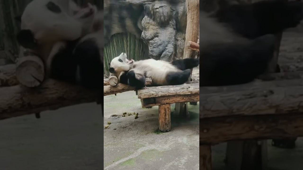 Pandamania 🐼