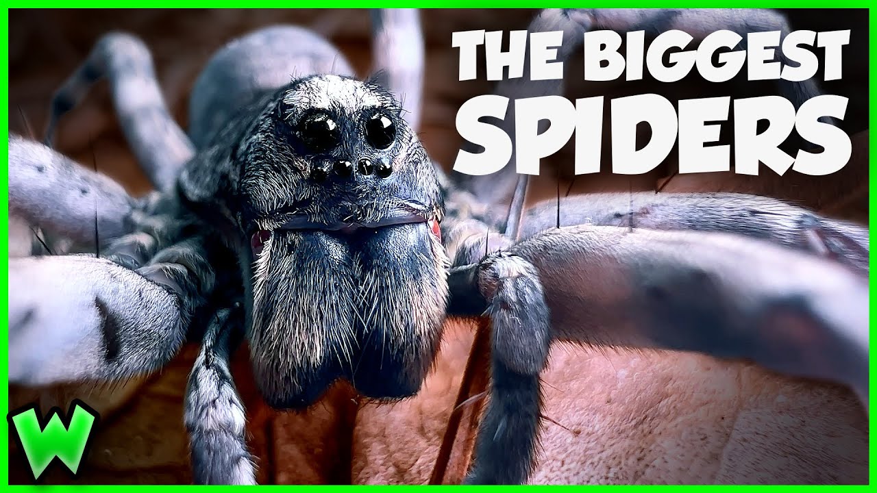 Everything You Didn’t Know About Wolf Spiders