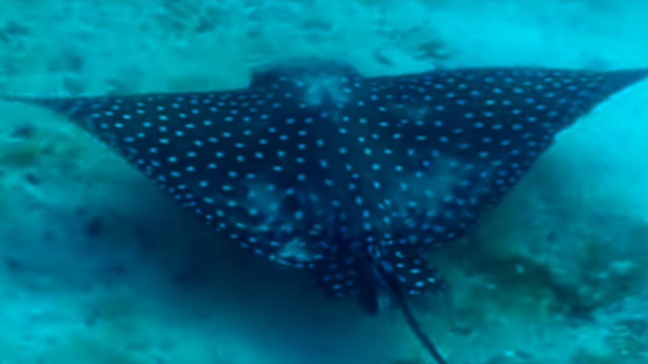 Spotted Eagle Rays | Galapagos | BBC Earth