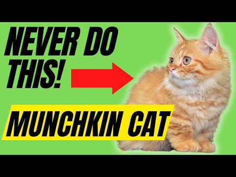 7 Things You Must Never Do To Your Munchkin Cat