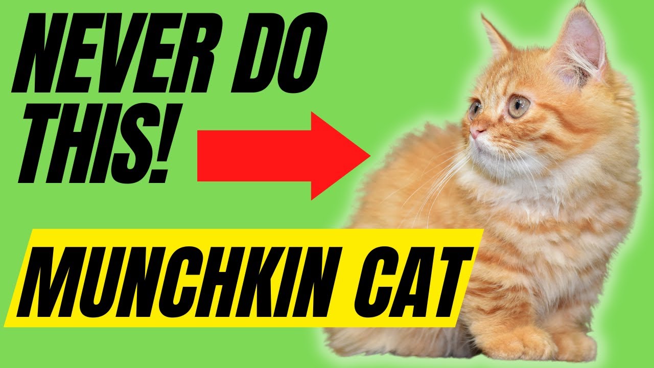 7 Things You Must Never Do To Your Munchkin Cat
