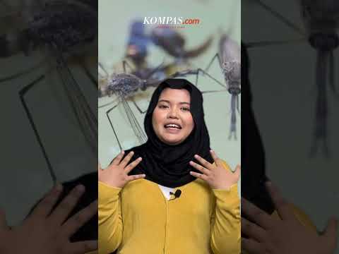 Mengenal Nyamuk Wolbachia, Musuh Nyamuk Penyebab DBD