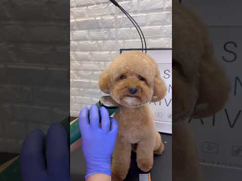 Floating blade technique 🐾 #doggroomingtips #dogshorts #poodle