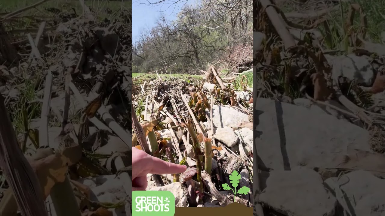 Ruthless Knotweed