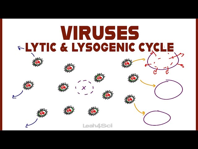 Understanding the Lytic and Lysogenic Cycles of Virus Replication | Galaxy