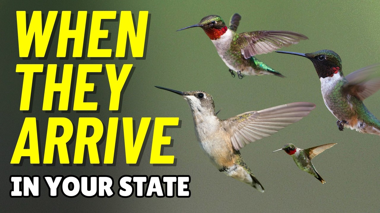 When Do Ruby-Throated Hummingbirds Arrive?