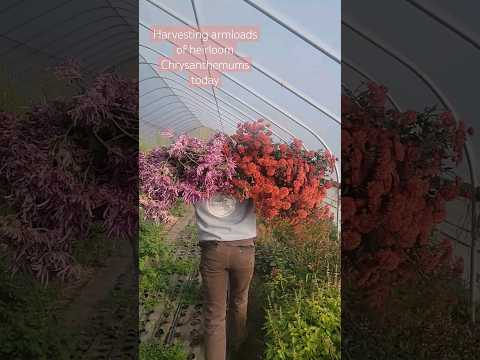 Harvesting mums today and what a romantic job it was. Follow along with us as #flowers #shorts #mums