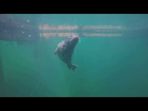 rEvo rebreather muck dive in Campbell River - British Columbia
