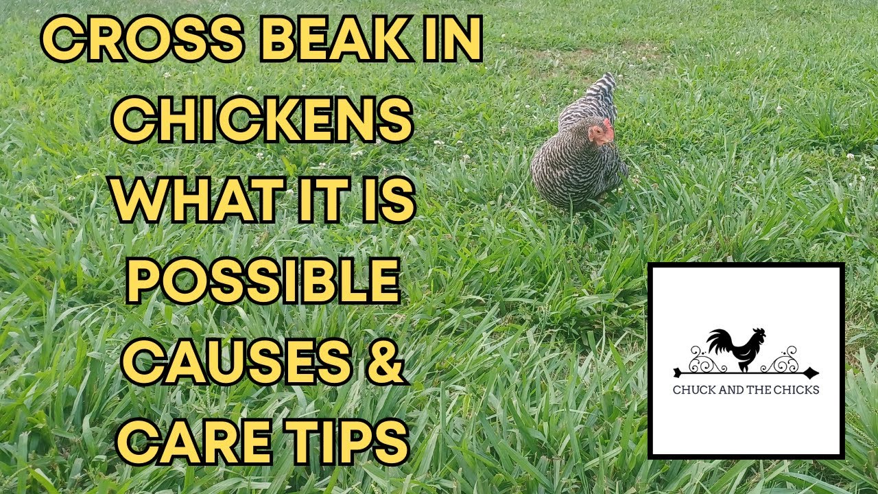 Cross Beak In Chickens. What It Is. Possible Causes & Care Tips.