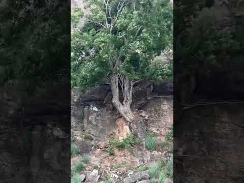 #trees #hills #roots #winds