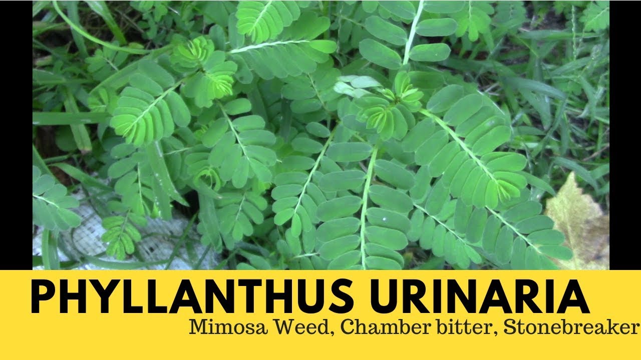 Phyllanthus Urinaria- Chamberbitter, Mimosa Weed, Stone breaker, Chanca Piedra