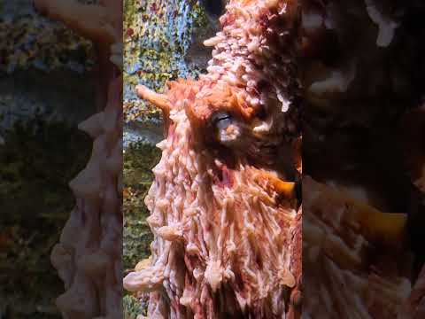 Wonders of Wildlife National Museum & Aquarium Octopus Exhibit Springfield, MO