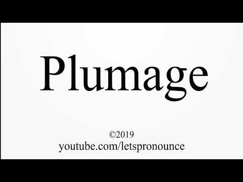 How to Pronounce Plumage