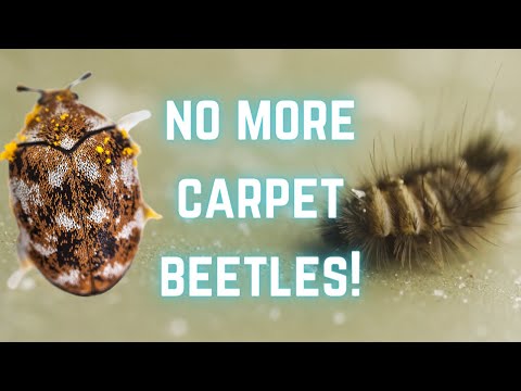 HOW TO: Get rid of CARPET BEETLE!