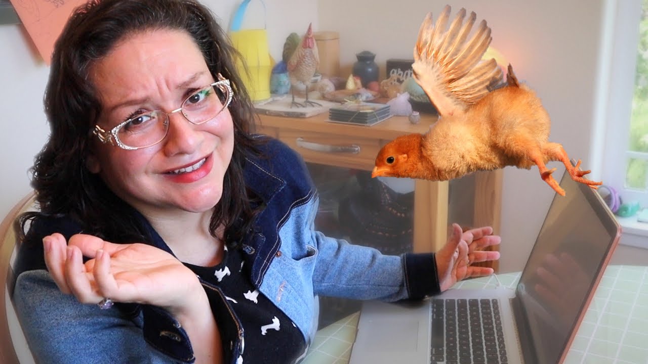 When Can Baby Chicks Go OUTSIDE?