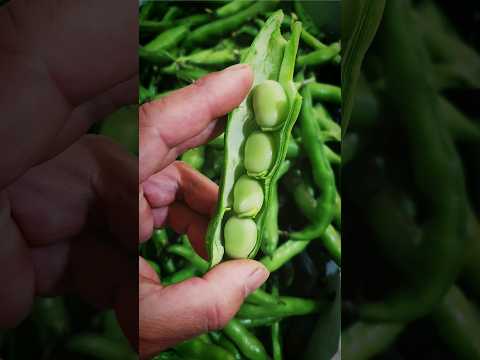 《Organic Broad Beans Doubanjiang》is a hot and savoury Chinese fermented bean chilli paste