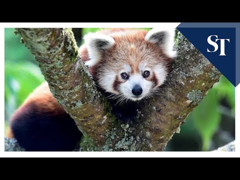 Adorable red pandas are actually two species