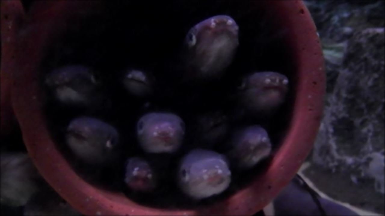 Cute Conger myriaster