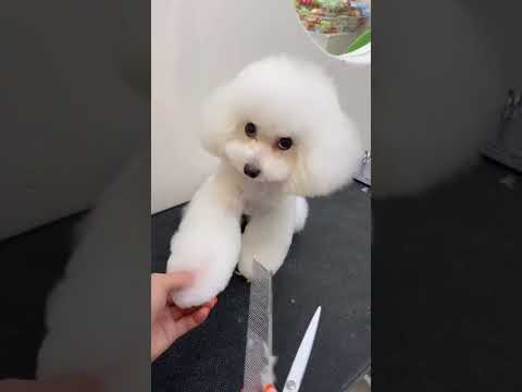 HAPPY POODLE GETTING perfect legs and armpit grooming first time #firstbath #grooming #poodle #cute