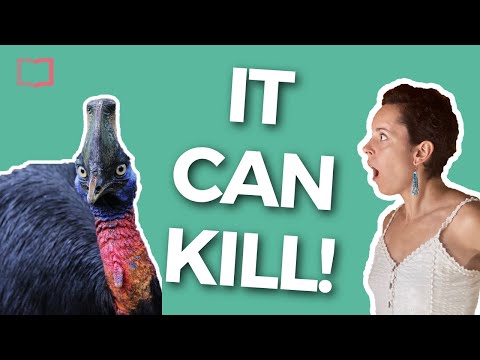 Is This the World's Most Dangerous Bird? - Story in Spanish for Intermediate Learners