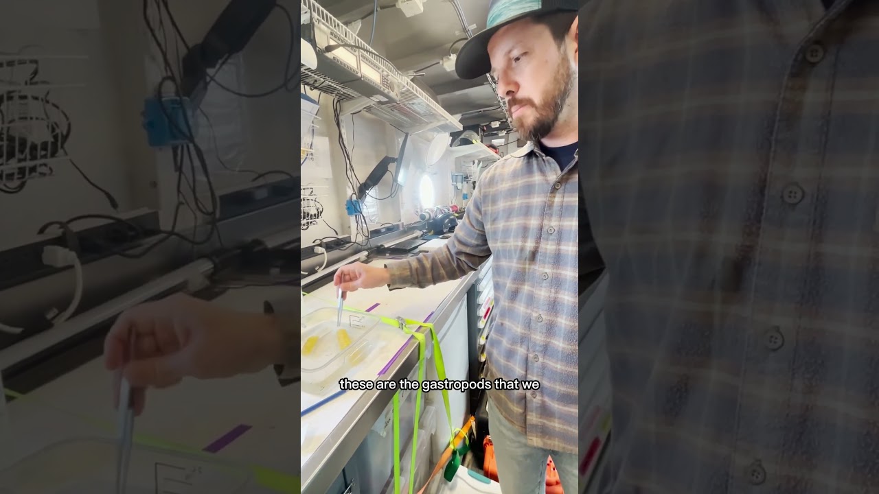 Sampling snail egg cases from Barkley Canyon hydrates. #NautilusLive #ONCabyss