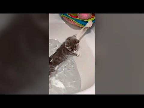 Cute Cat Falling Into Water - Funny Cat Videos ????