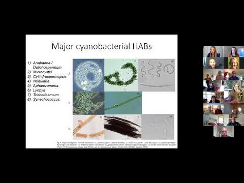 What types of cyanobacteria are there?