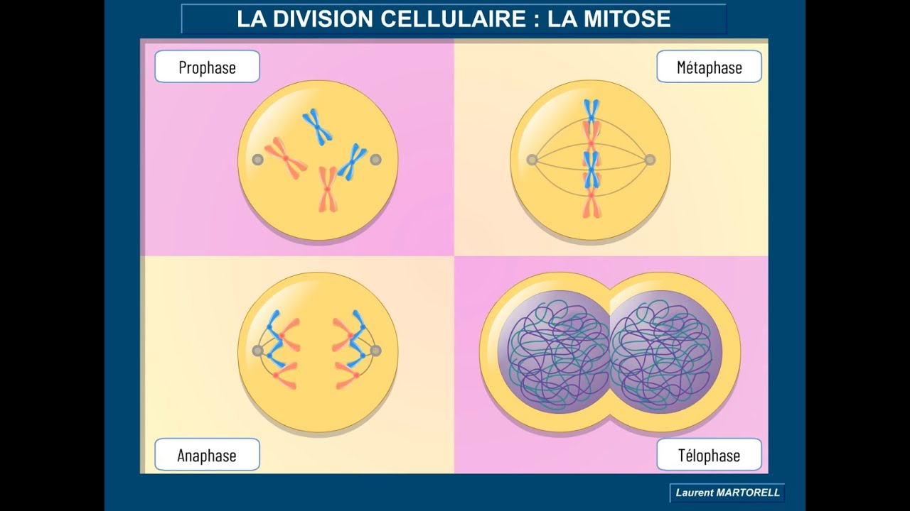 ✅ Everything you need to know and understand about mitosis!