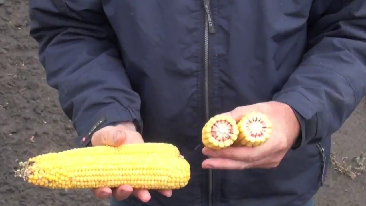 Corn School: Variable Rate Math